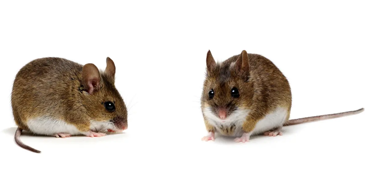 What Is the Difference Between Rats vs Mice?