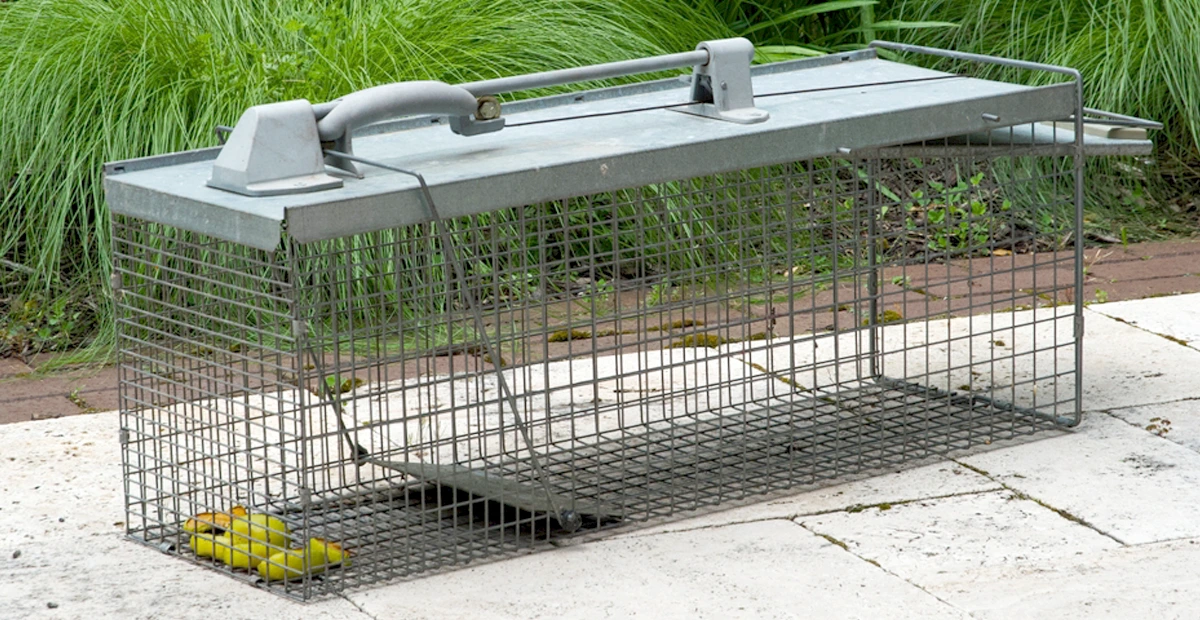What is Rodent Control? - Zap It Pest Control Melbourne