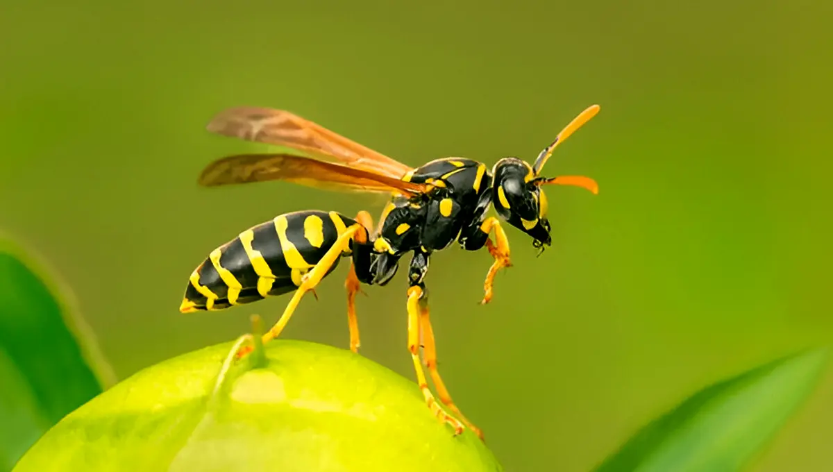 What Are Wasps and Types of Wasps? - Zap It Pest Control